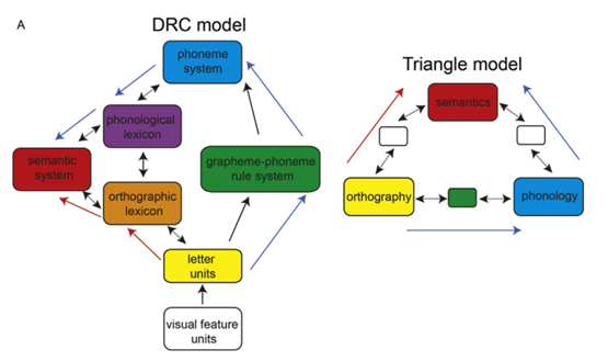 Science of Reading: 9 Essential Insights for Reading Success